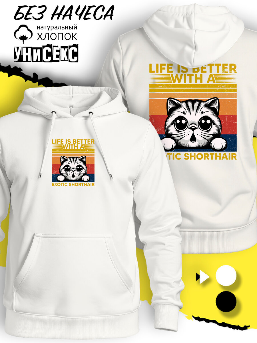 Худи Толстовка свитшот с экзотическим короткошерстным котом