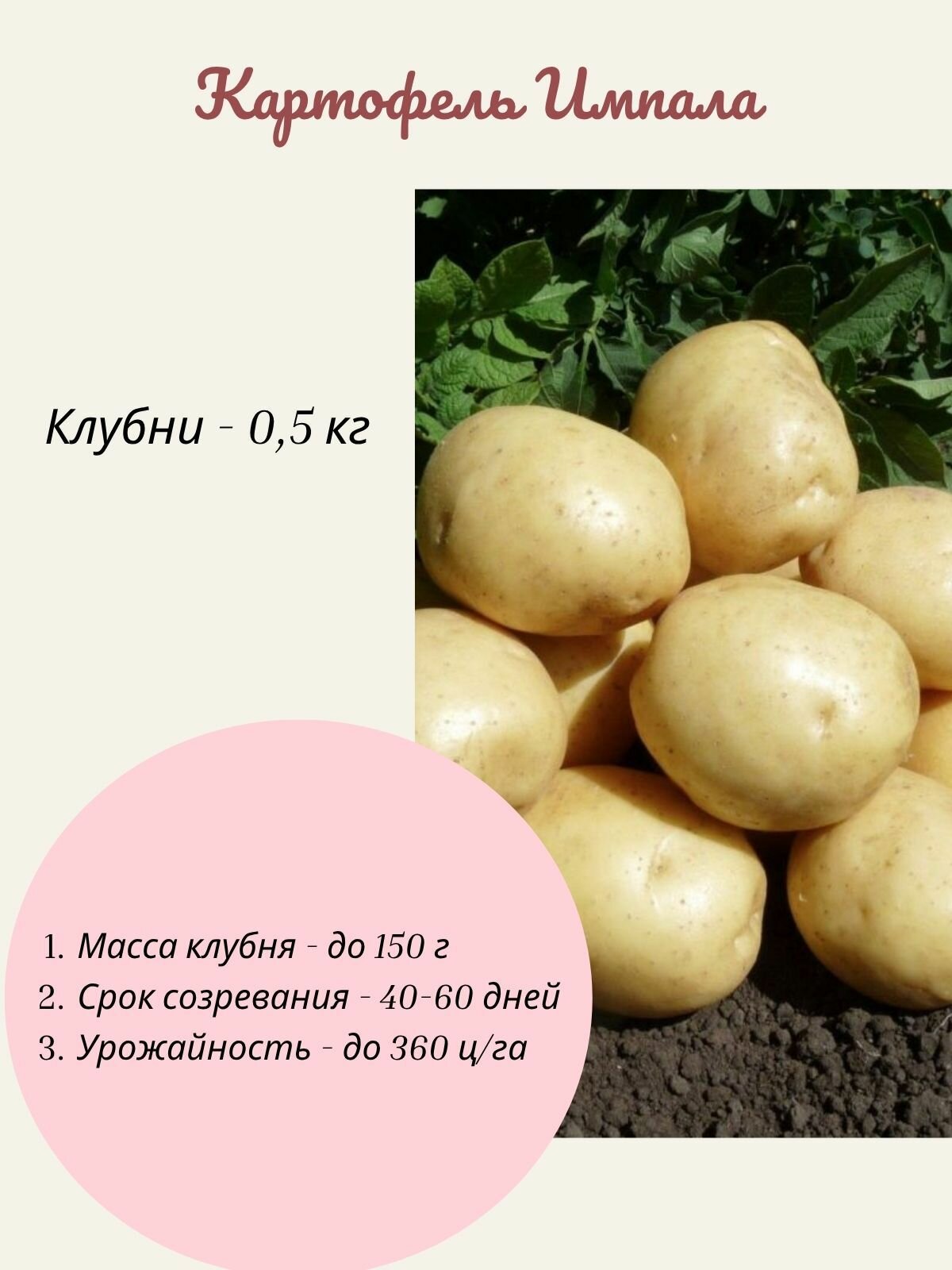 Картофель белый Импала 0,5 кг на посадку