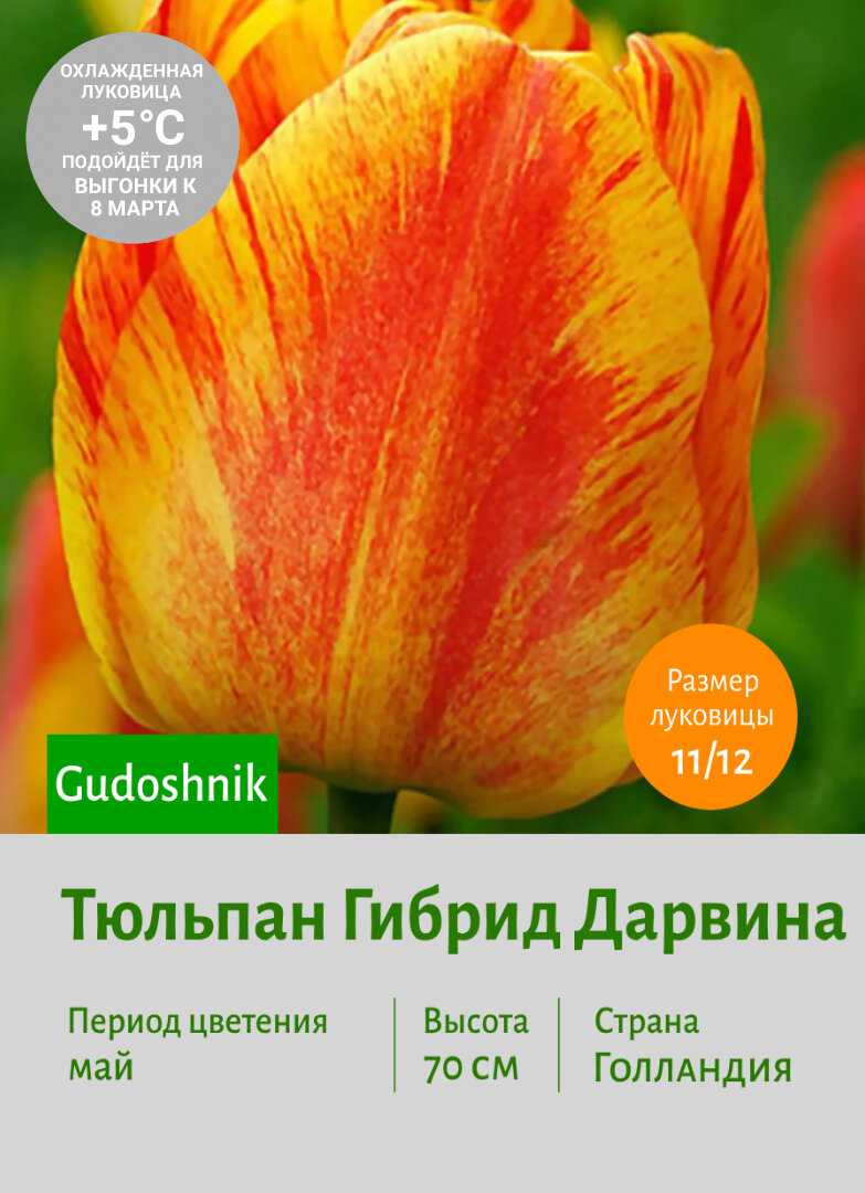 Тюльпан Художник (Gudoshnik) гибрид Дарвина луковицы 3 шт сотка
