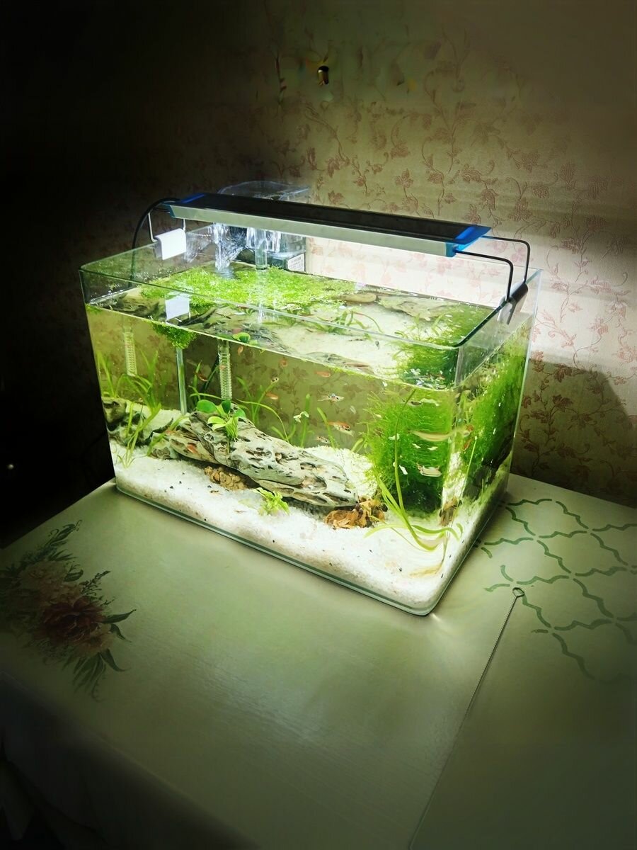 Аквариум живой 16 л. бесшовный под ключ с биотопом