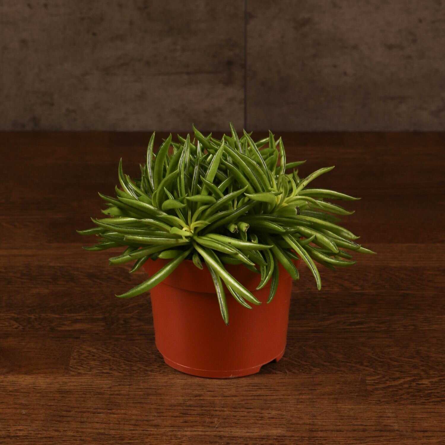 Пеперомия Хеппи Бин 20/12