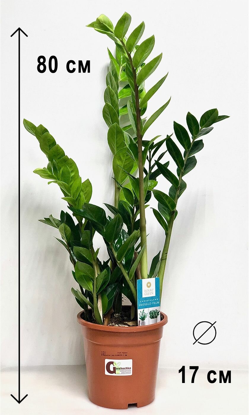 Замиокулькас в горшке, высота 70-80см