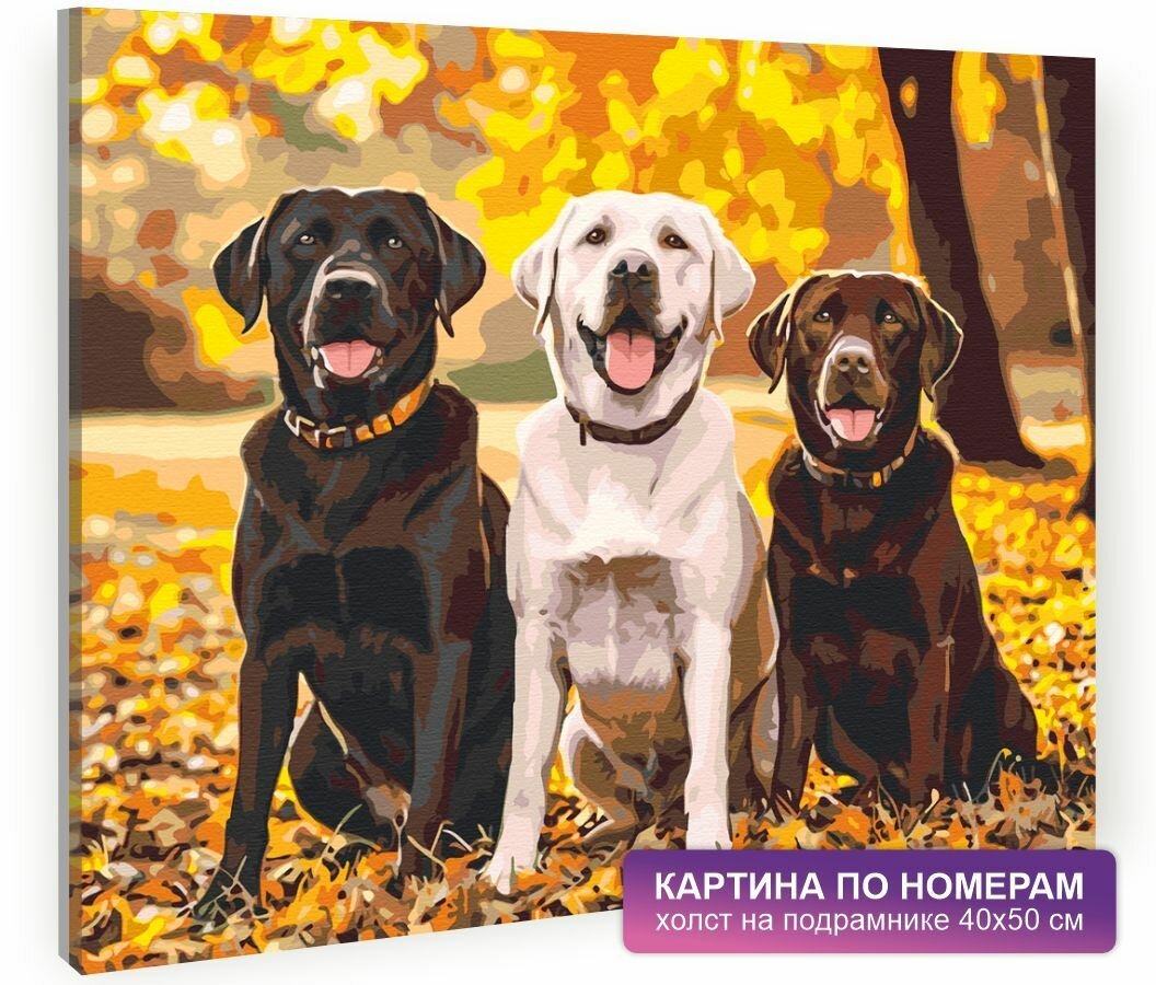 Картина по номерам на холсте с подрамником 40х50 см. Природа, животные, рыбы, птицы. Собаки, щенки. "Лабрадор", арт. 5304/