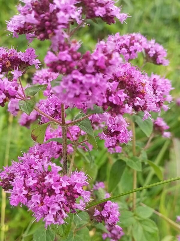Трава башкирские душица/матрёшка/чай из трав/2 букета