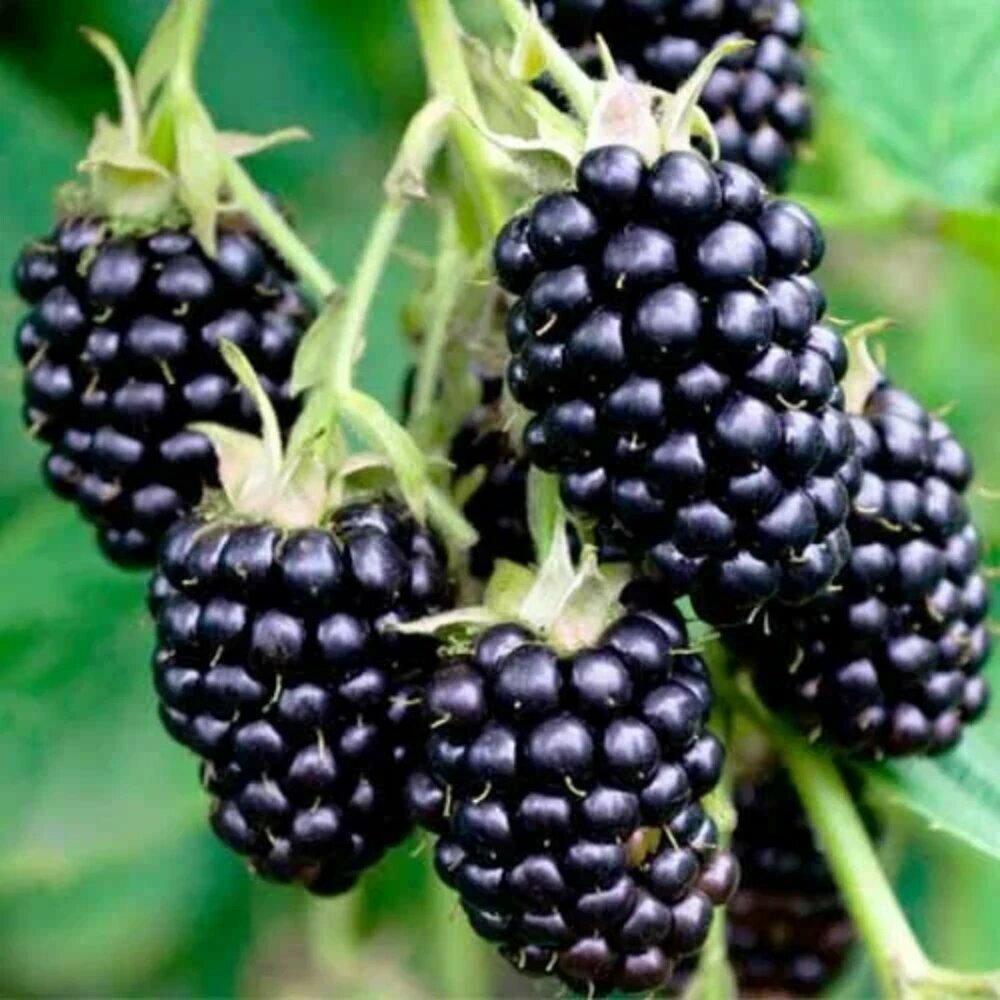 Ежевика "Гигант" / 1 шт, морозостойкий, высокоурожайный сорт