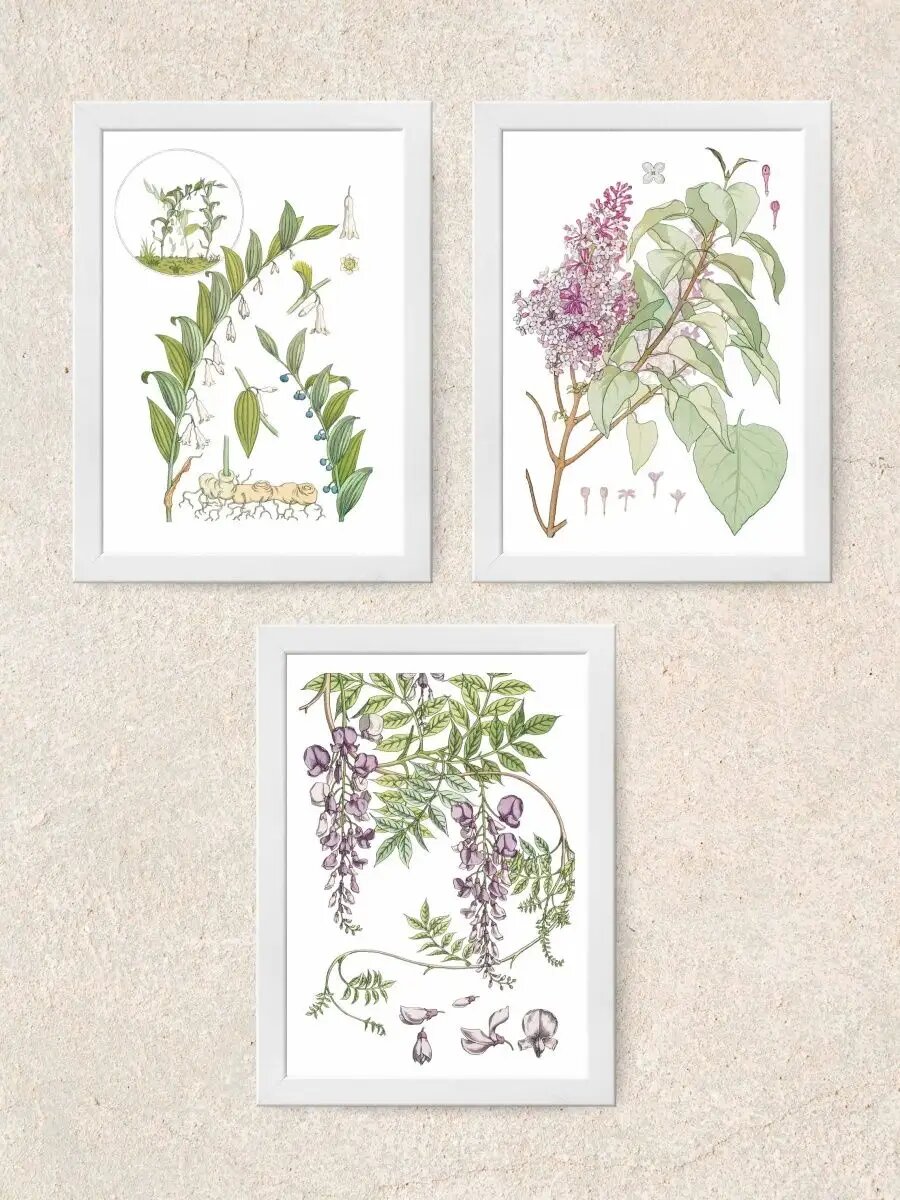 Набор интерьерных постеров Ботаническая иллюстрация (плакат)
