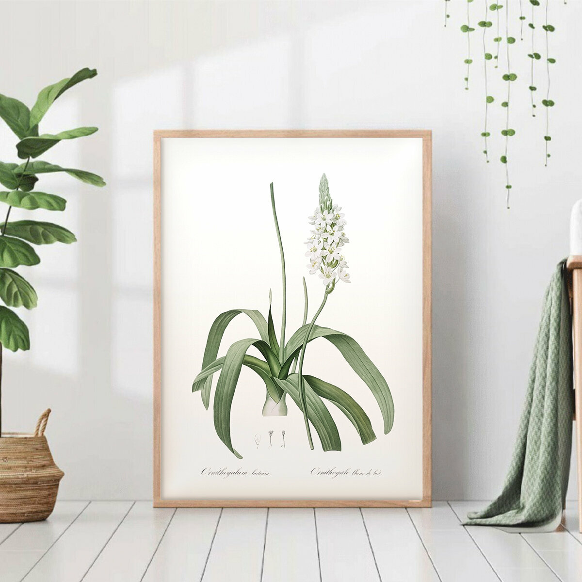 Постер "Орнитогалум ботаническая иллюстрация " без рамы 50x70 см на стену для интерьера