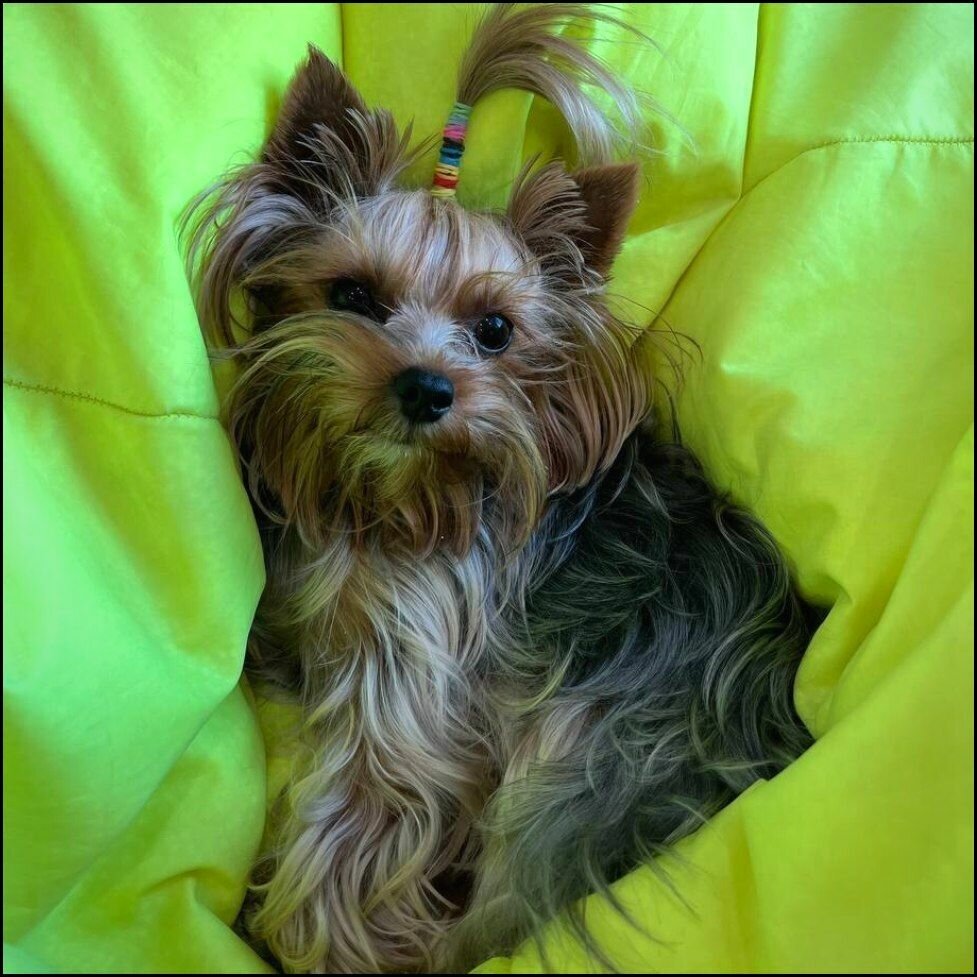 Резинки для животных