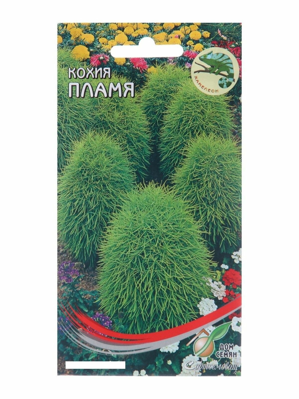 Семена цветов Кохия "Пламя", 70 шт