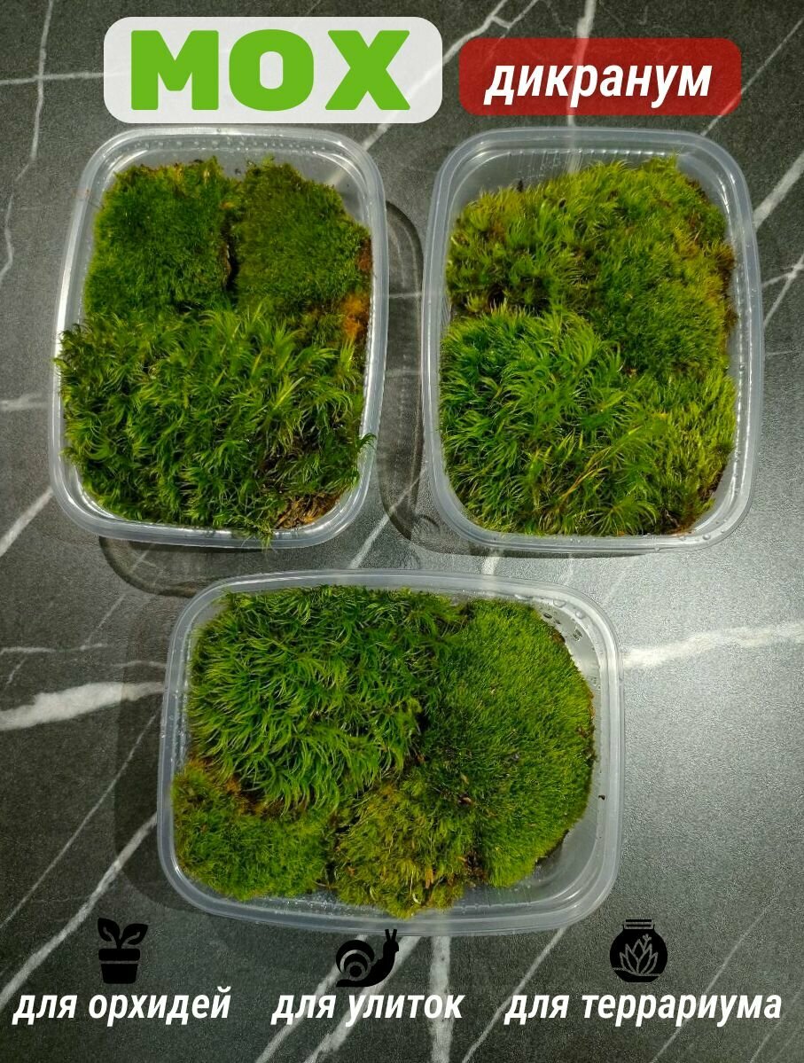 Мох дикранум для орхидей, флорариумов