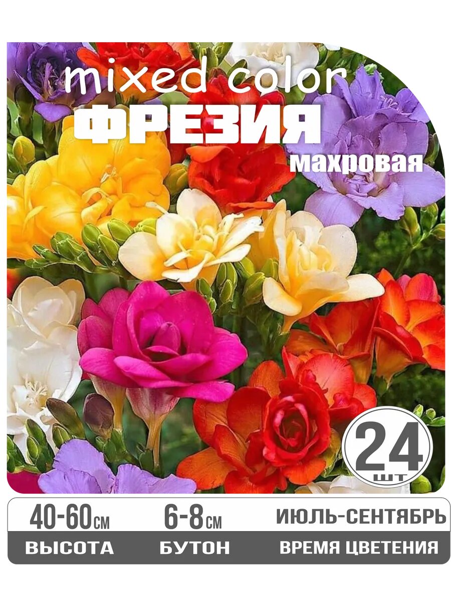 Фрезия Ассорти, многолетние, махровые, высота 35-60см, 24шт Eywa