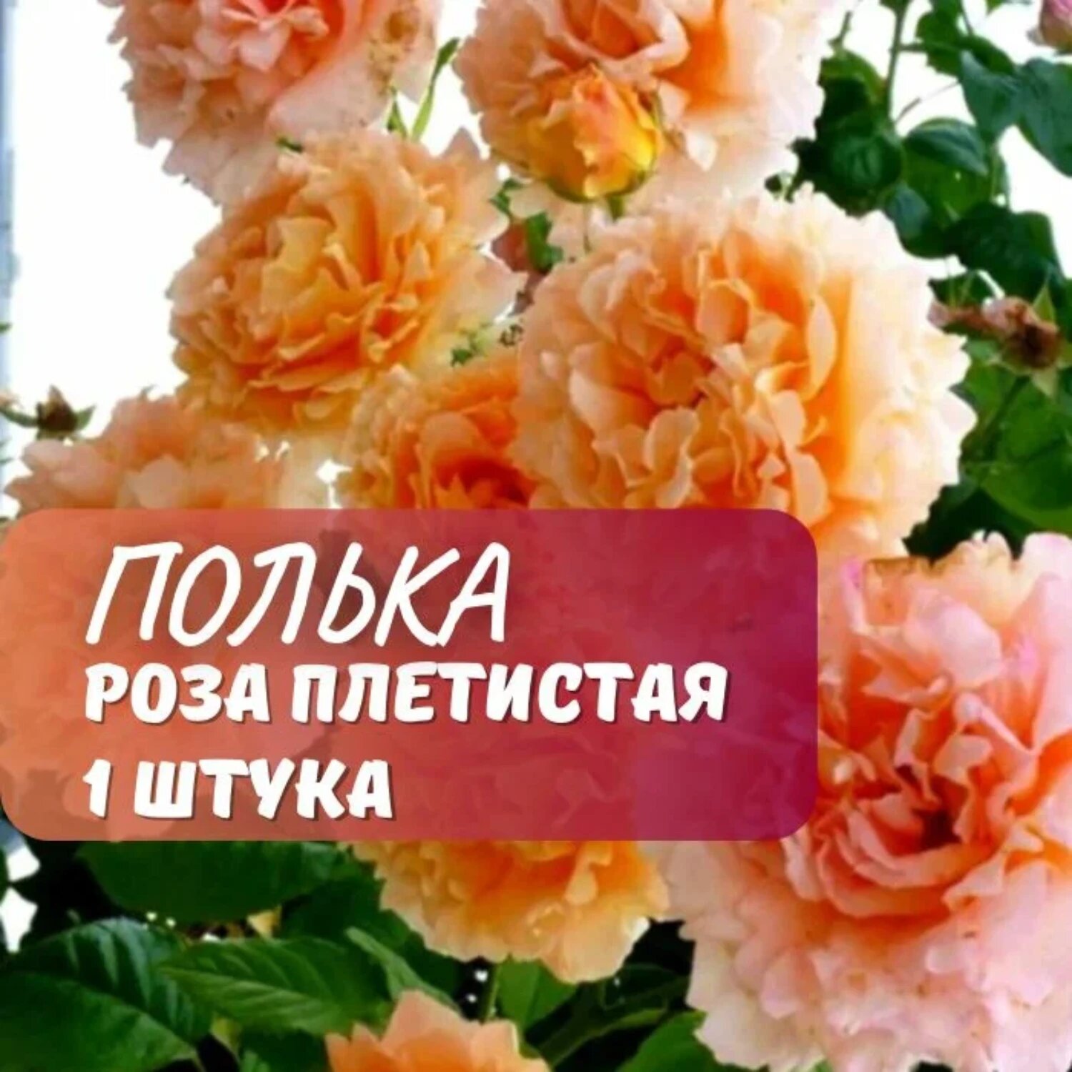 Роза плетистая "Полька", 1 саж, многолетняя, оранжевая, светло-желтая, белая
