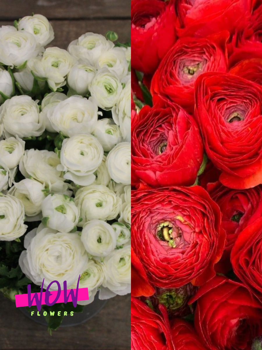 Лютик Садовый ( Ранункулюс ) Белый 10 шт \ Лютик Садовый ( Ранункулюс ) Красный 10 шт