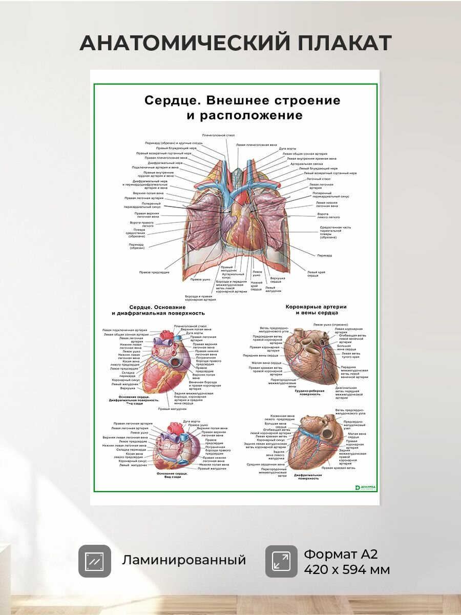 Обучающий медицинский плакат Сердце. Внешнее строение и расположение ламинированный А2