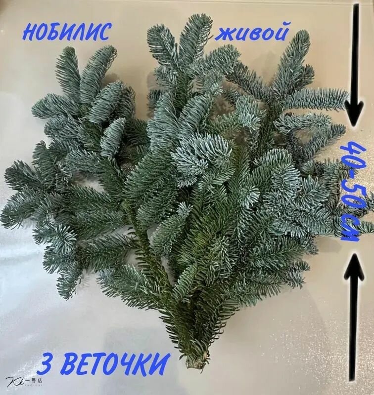 Нобилис живой, ветки для композиций, венков, ёлок
