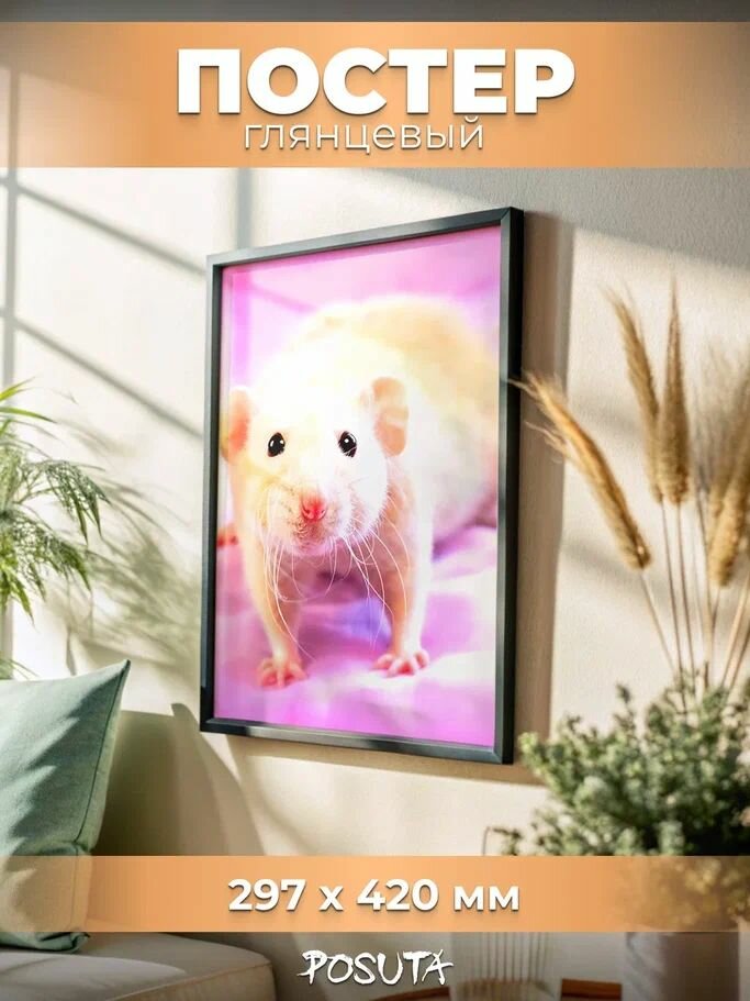 Постеры на стену крыса