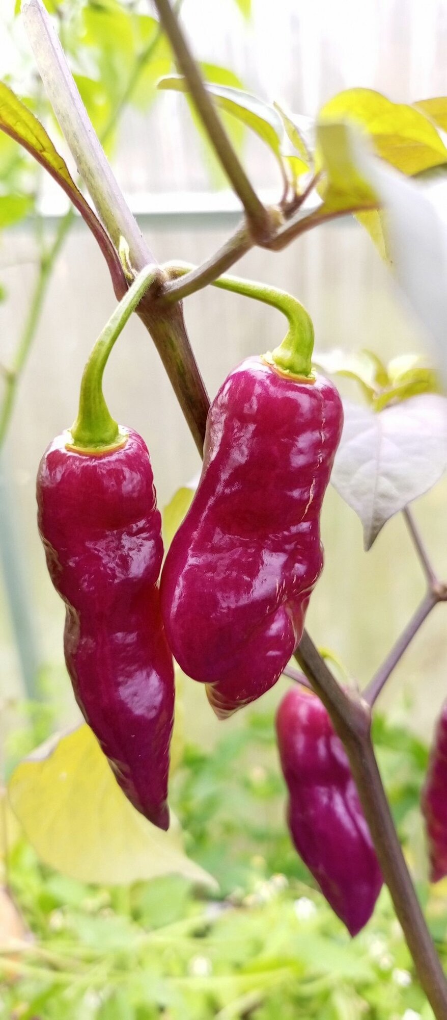 Семена Острого перца Taj Mahal Pink Minion 7шт+ бонус