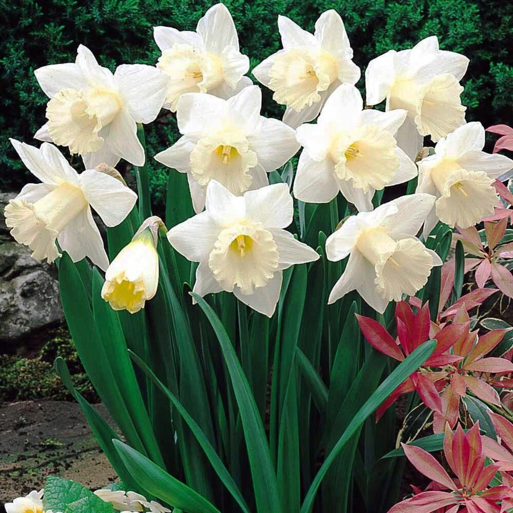 Нарцисс Маунт Худ 10 шт