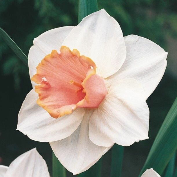 Нарцисс Саломе 10 шт