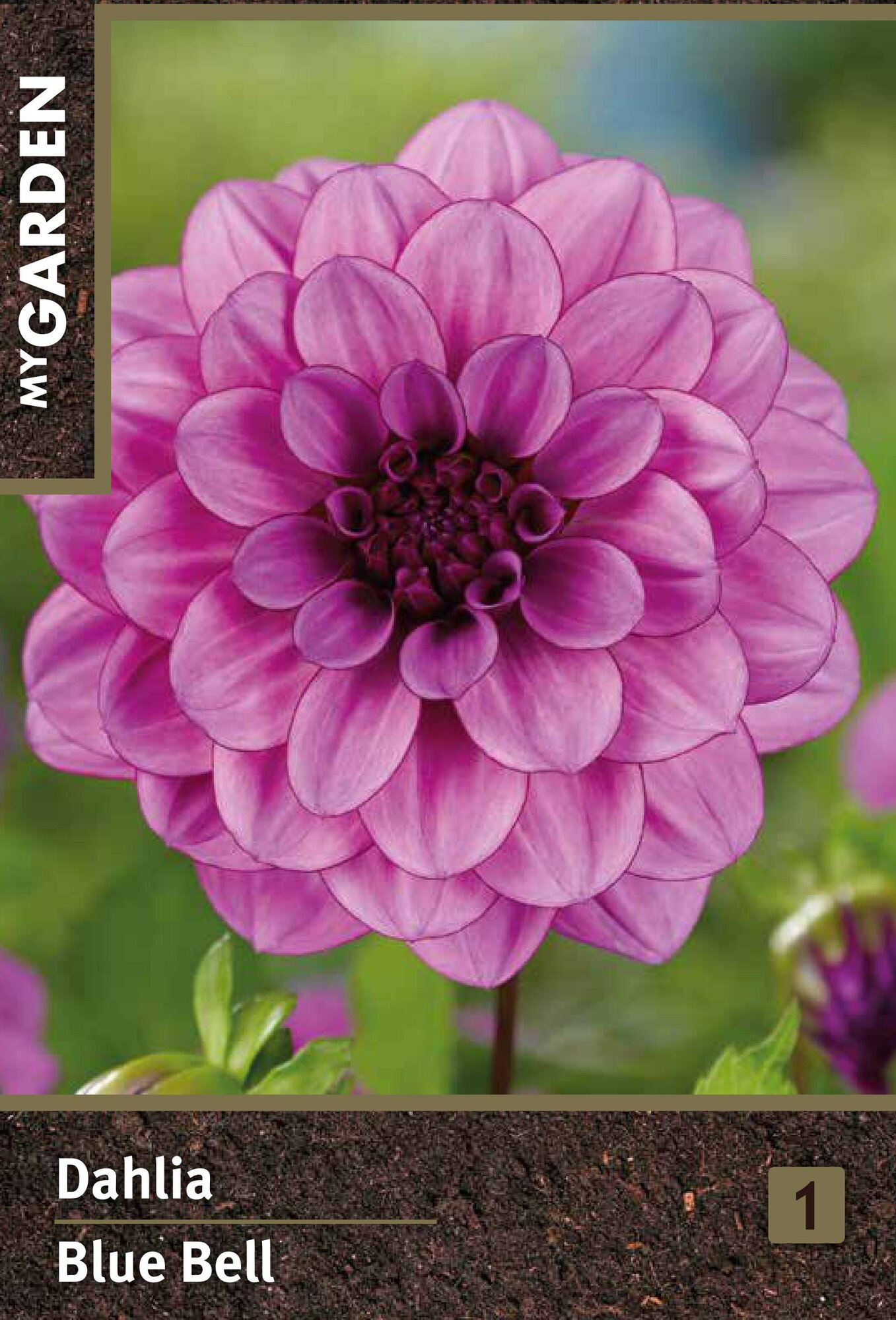 Георгина декоративная Блю Белл