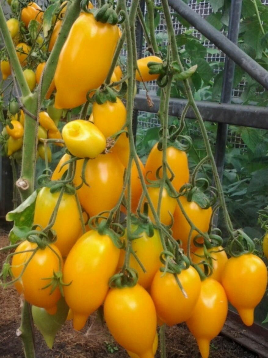 "Золотая канарейка" семена томата 10 шт.