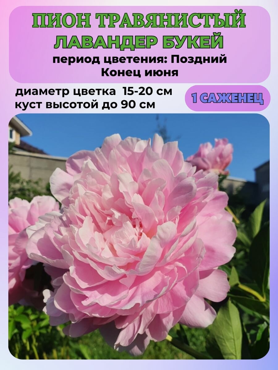 Пион травянистый Лавандер Букей, корневище 1 шт.