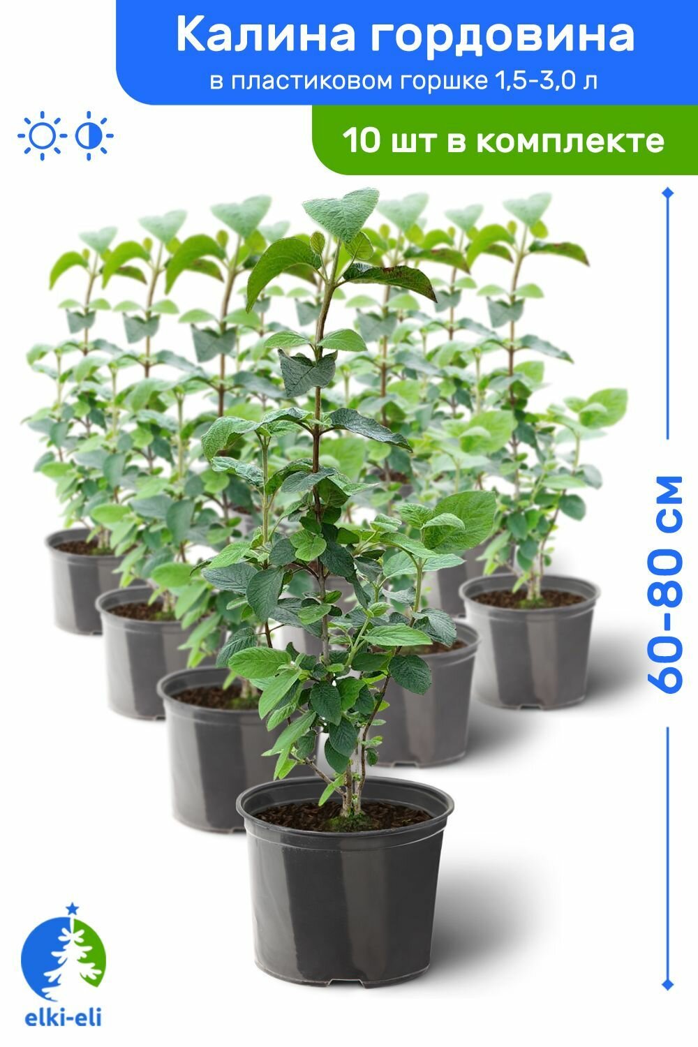 Калина гордовина 60-80 см в пластиковом горшке 1,5-3 л, саженец, лиственное живое растение, комплект из 10 шт