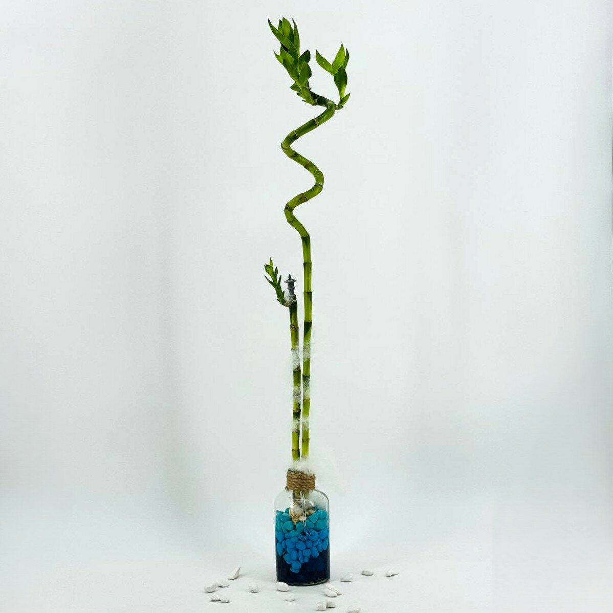 "Счастливый Бамбук" - Drасаеnа Luсky Ваmbоо. Драцена Сандериана ( Drасаеnа Sаndеriаnа ). Бамбук в вазе, комнатное растение