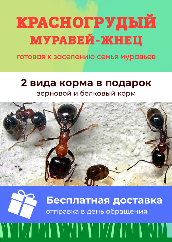 Сертификат на красногрудых муравьев жнецов Messor Denticulatus, для заселения в муравьиную ферму, бесплатная доставка