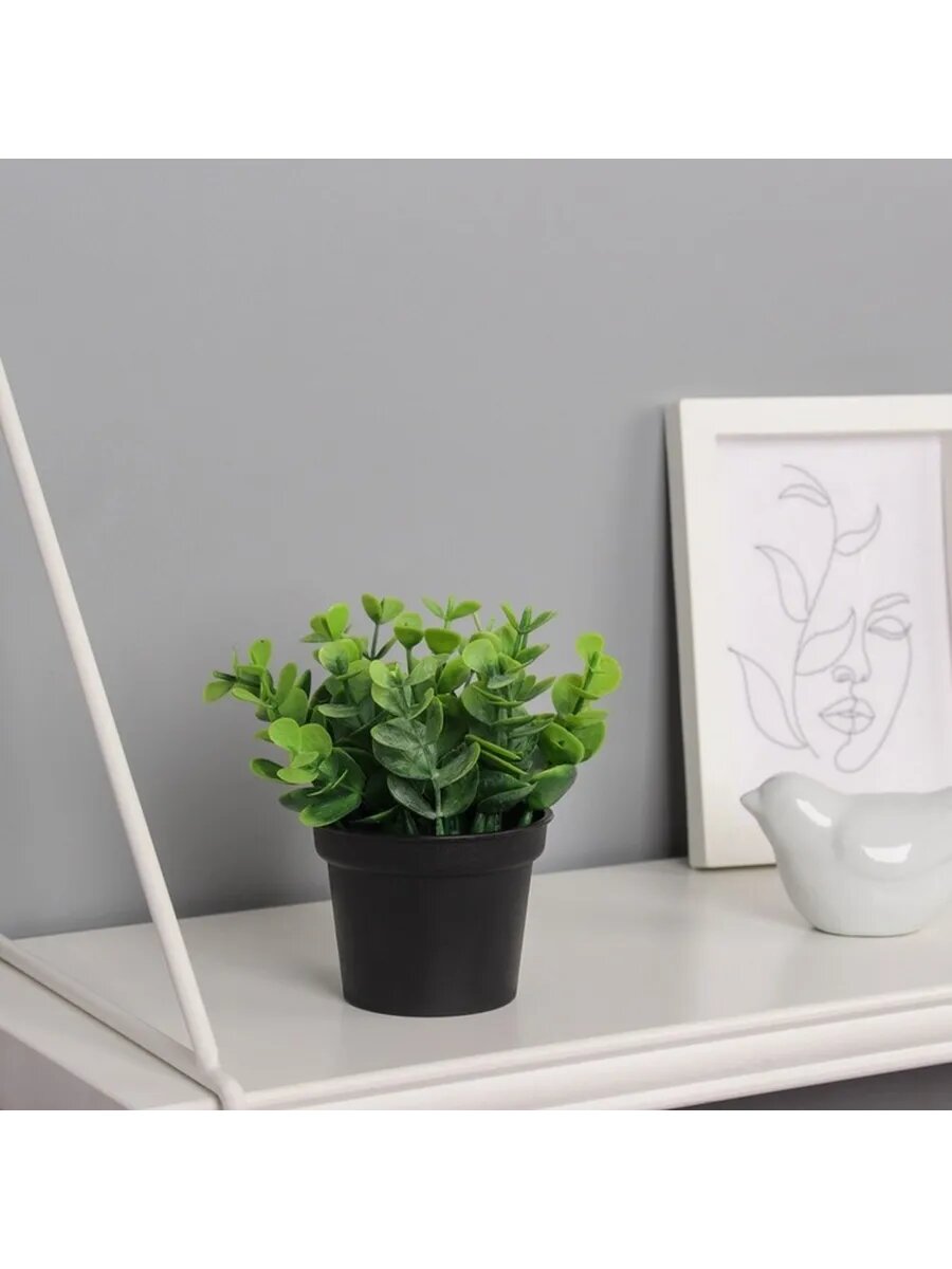 Мини-бонсай «Ива бойда» в стильном горшке