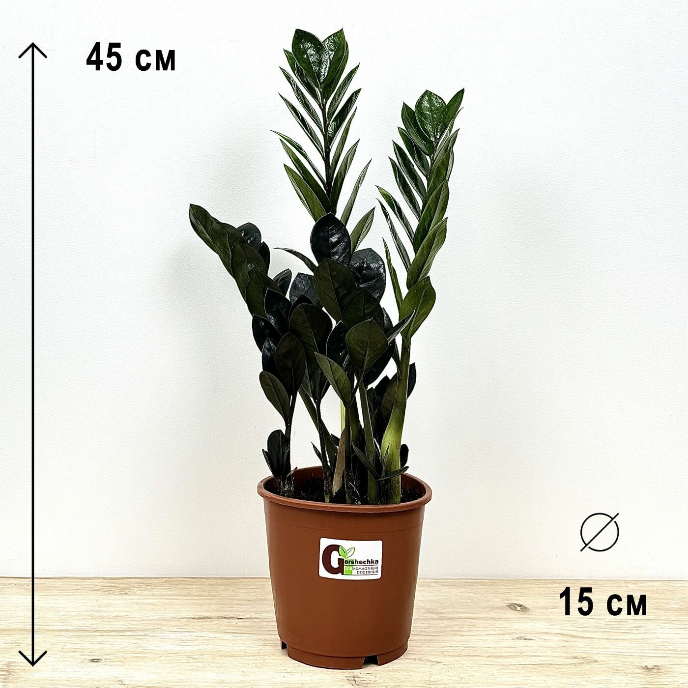 Замиокулькас Равен в горшке, высота 40-45см