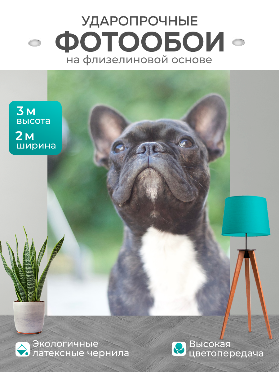 Фотообои моющиеся ударопрочные "Собака, бульдог, французский бульдог" 200x300 см. флизелиновые на стену