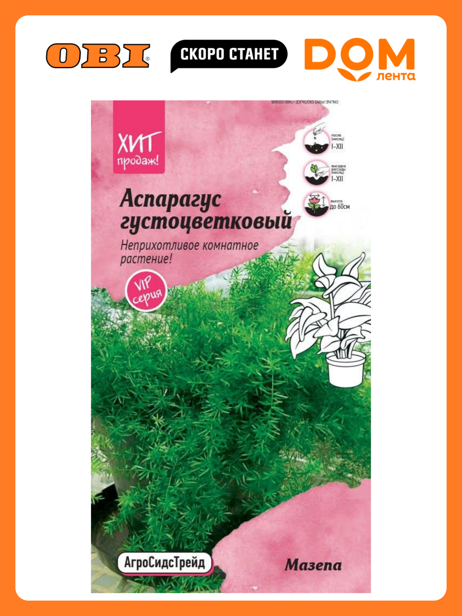 Аспарагус густоцветковый Мазепа 5шт АСТ
