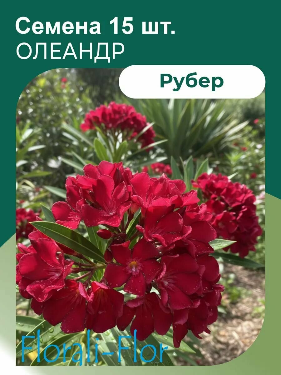 Олеанадр Семена
