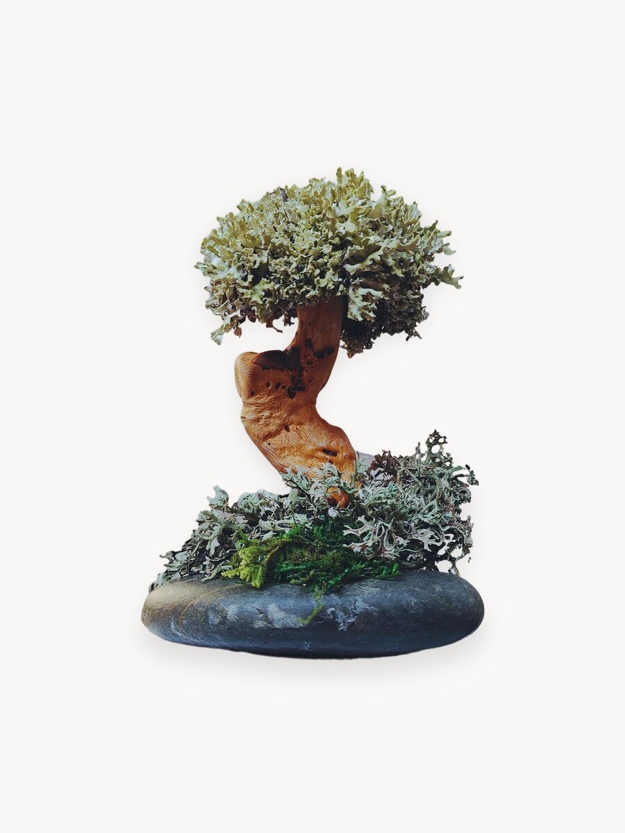 Бонсай из цетрарии на камне, нестандартный подарок, высота 18 см