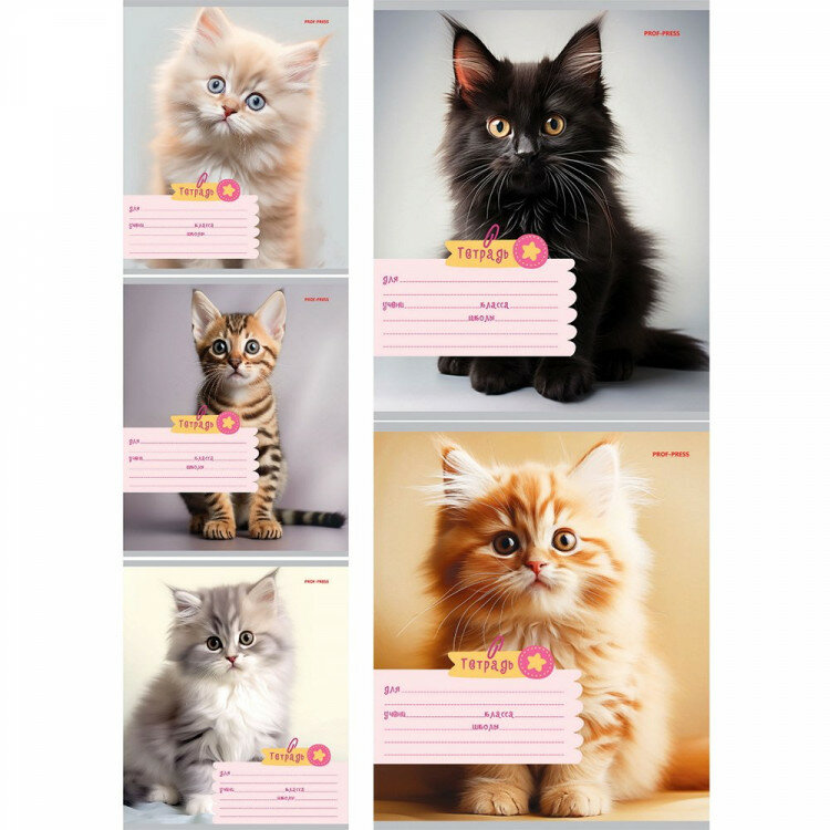 Тетрадь 18 листов клетка (Prof-Press) Фото котиков цветная мелованная обложка ассорти арт.18-5587. Количество в наборе 20 шт.