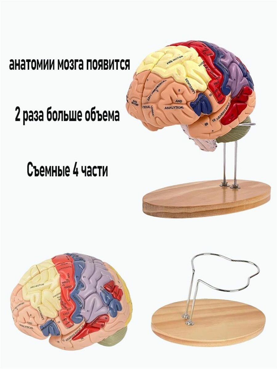 Домашний планетарий "Анатомия мозга", 100%-е соответствие человеческому мозгу, 4000мл