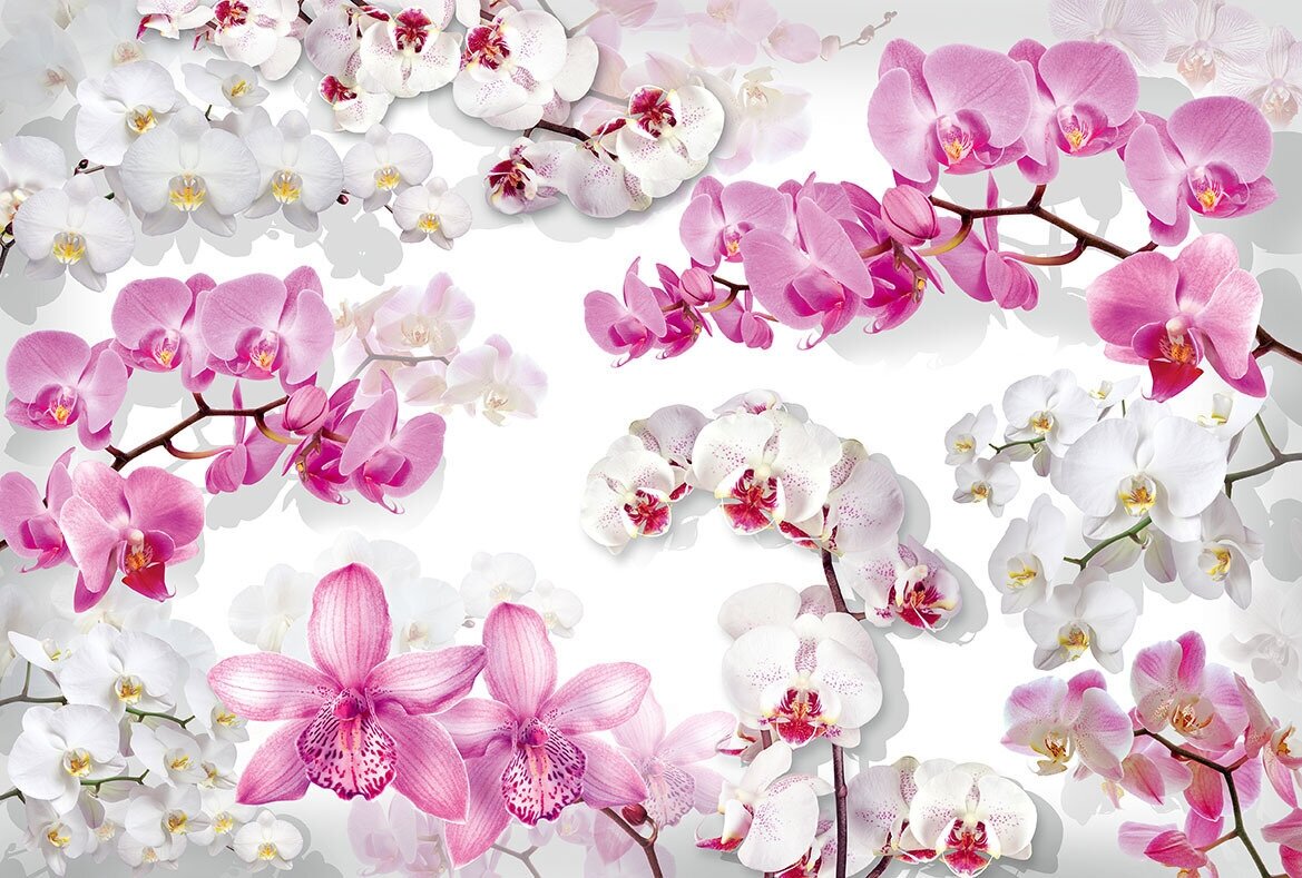 Фотообои флизелиновые с виниловым покрытием Ф 214 Бал орхидей 400х270см