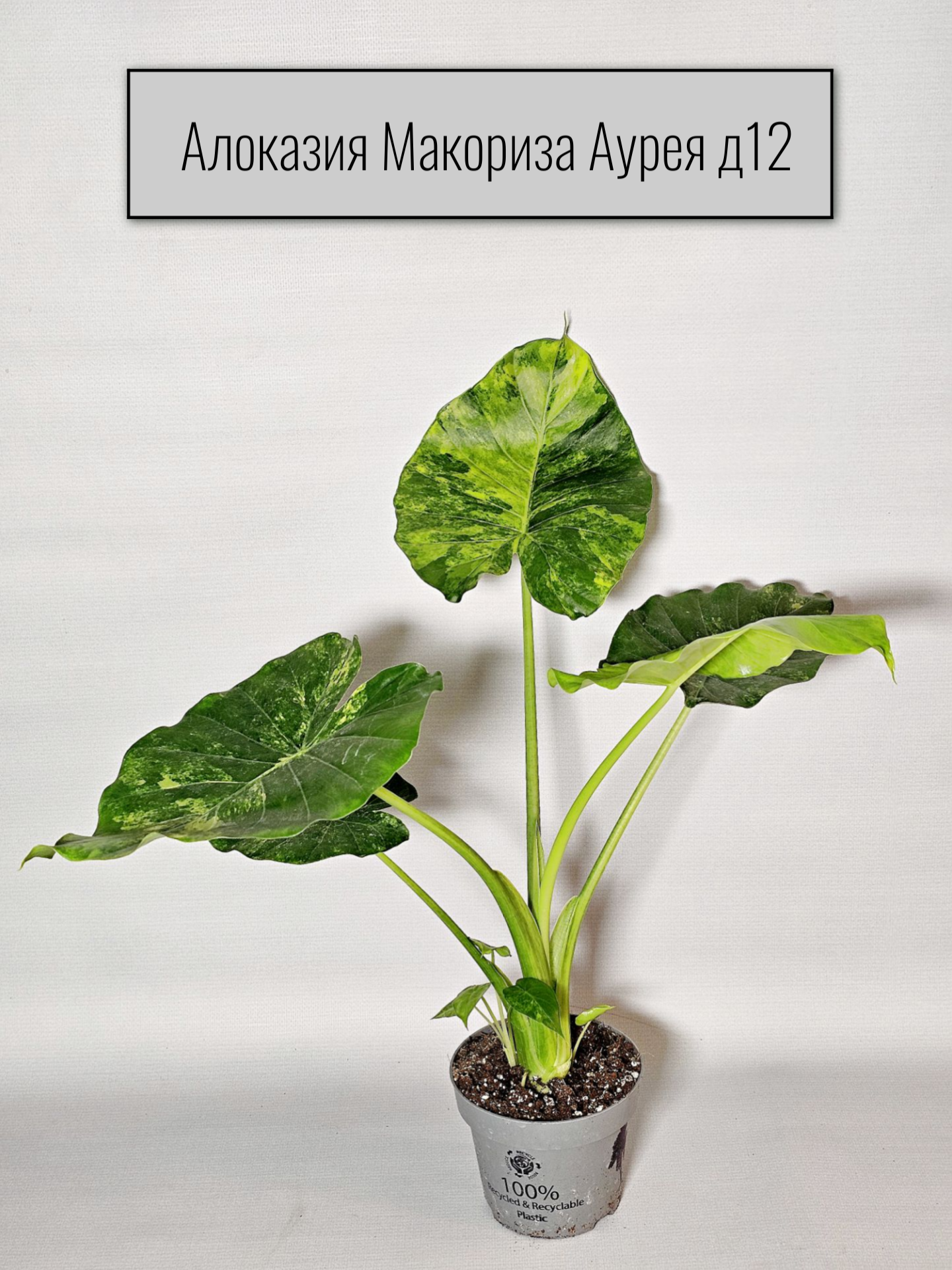 Алоказия Макориза Аурея Вариегата в цветочном горшке диаметром 12 см, живое растение
