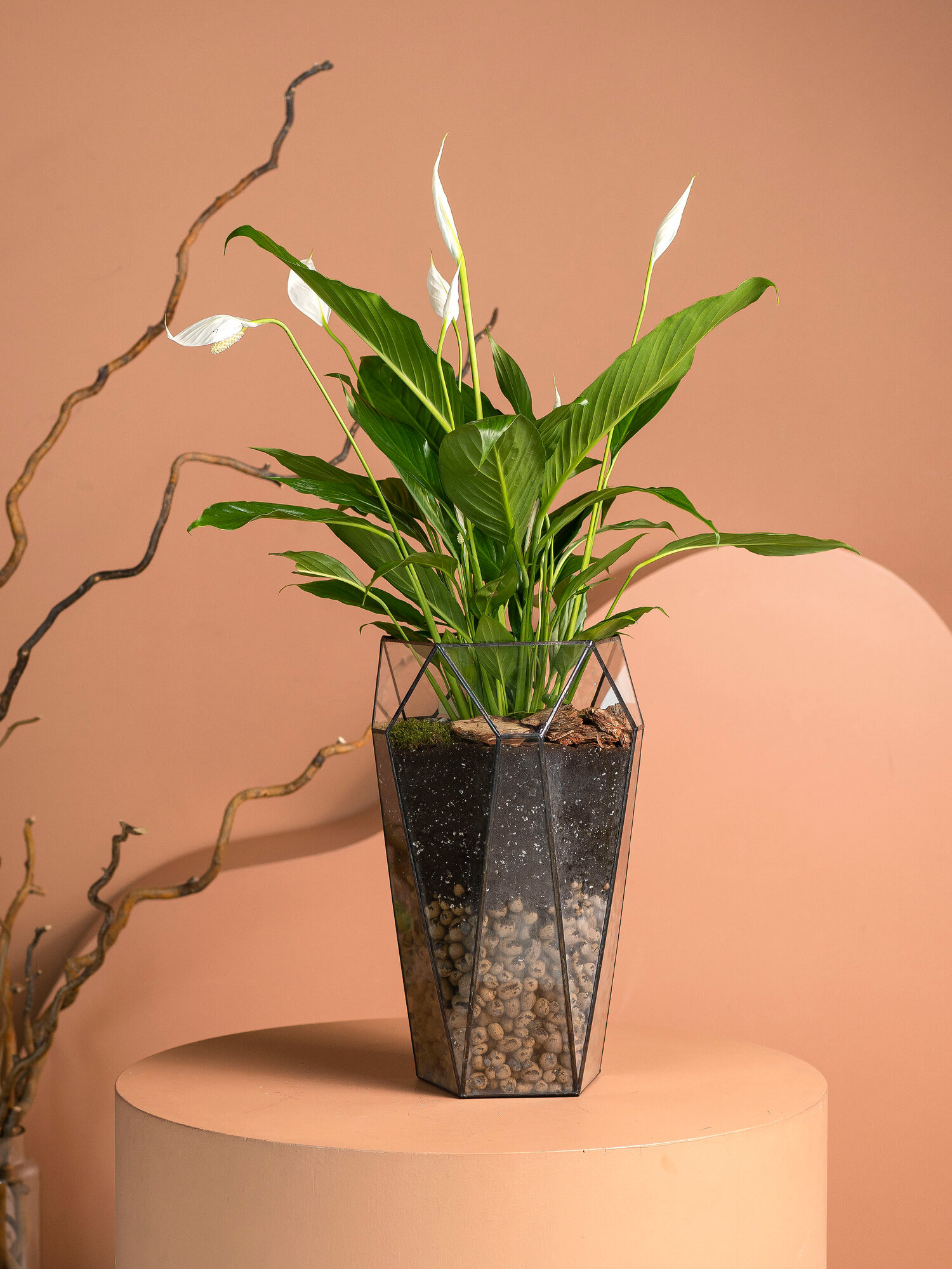 Geo Glass: Цветок Спатифиллум , стеклянное кашпо с комнатным растением , цветущее растение