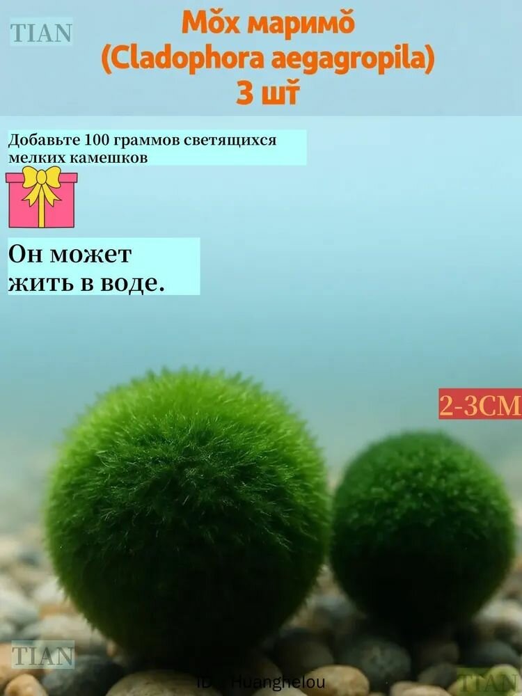 Кладофора шаровидная мох маримо (Aegagropila linnaei) 2-4см 3шт.