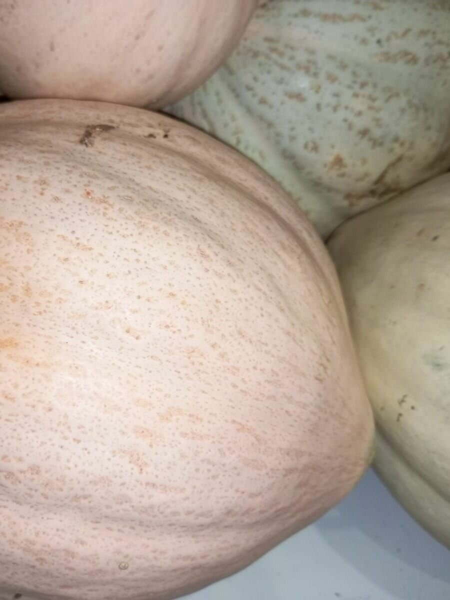 Свит Фолл 5шт+бонус