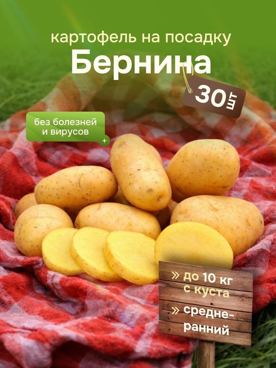 Семенной картофель на посадку Бернина 30 шт (среднеранний)