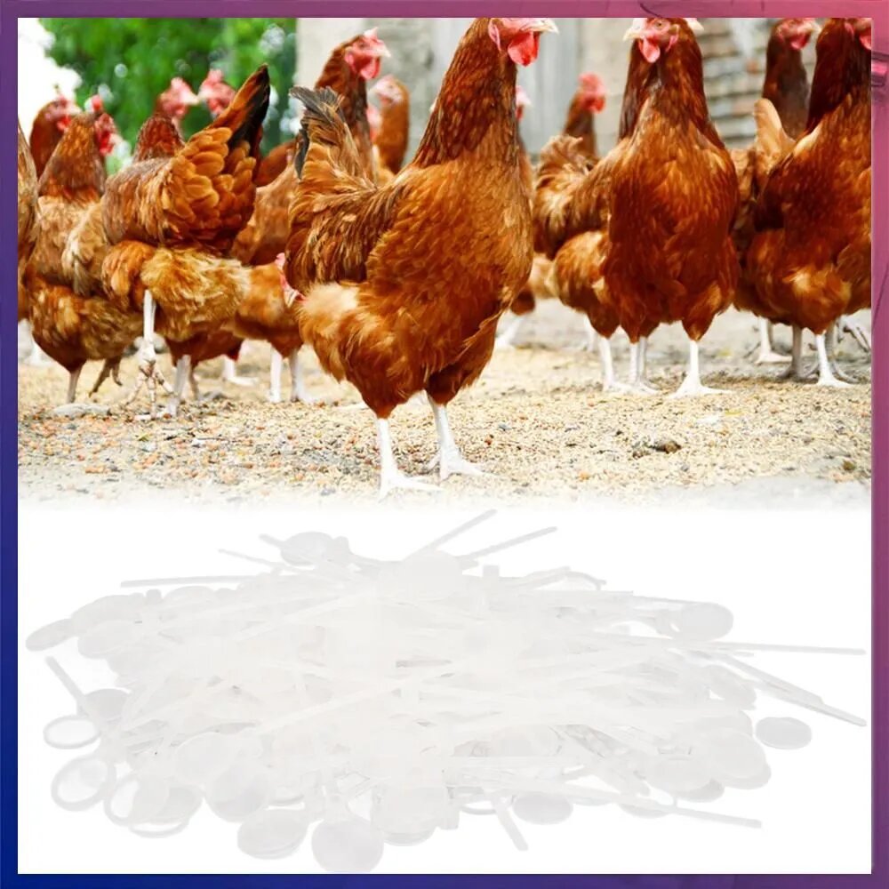 Птицеводство: 100 одноразовых повязок для ног, водонепроницаемые и с защитными этикетками для кур и голубей
