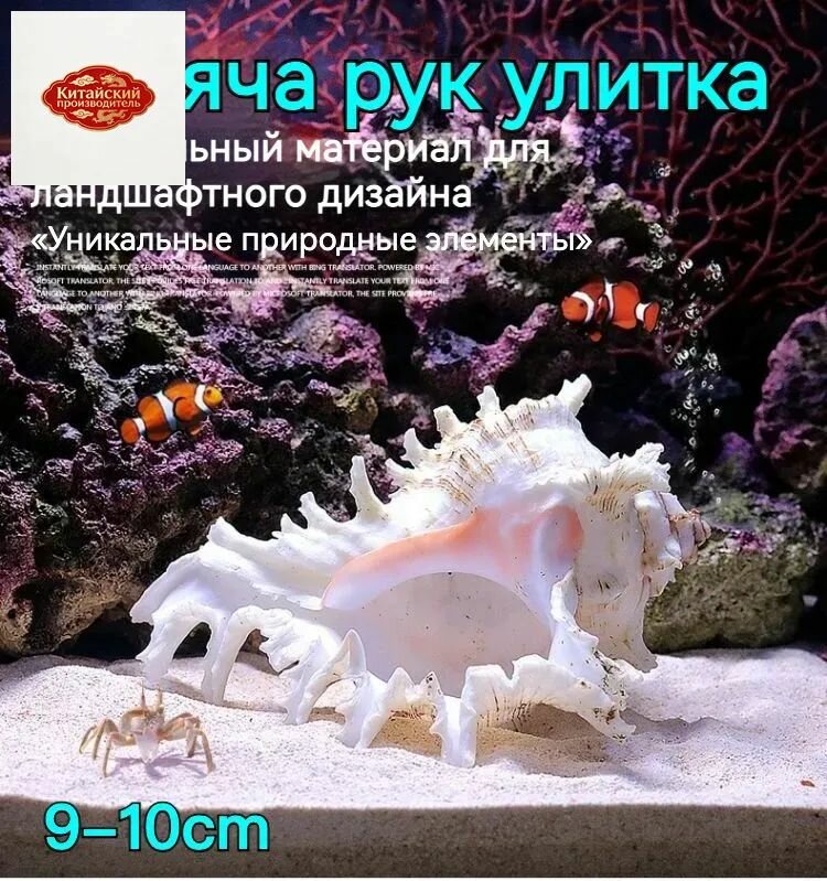 Ракушка морская, натуральная Мурекс, Белая невеста 9-10см./декорация для аквариума