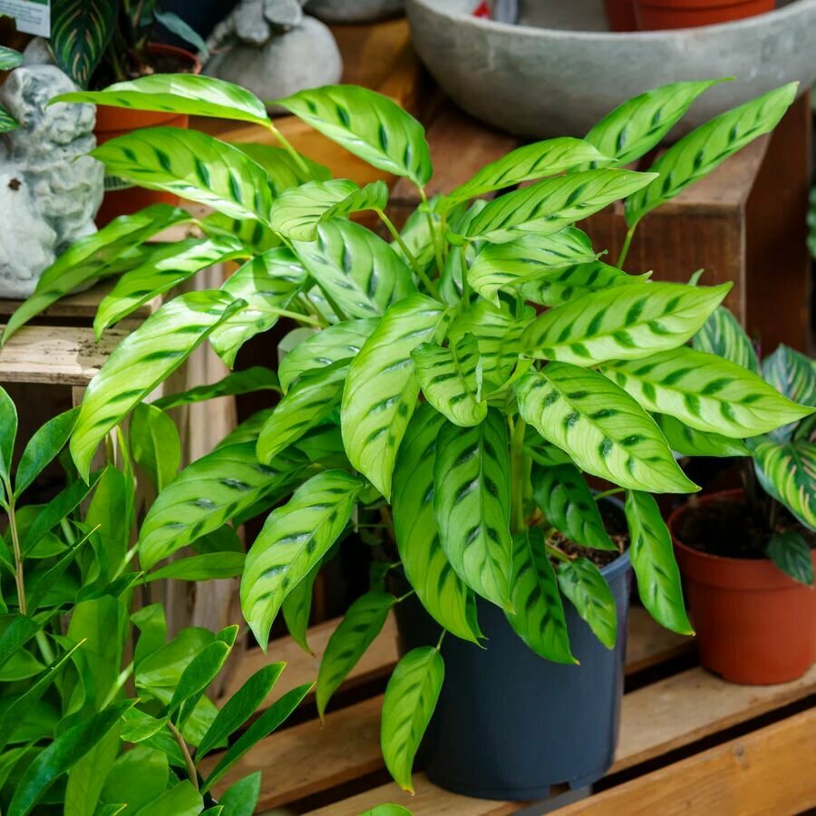 Калатея Леопардина (Calathea Leopardina) D12см, комнатное растение