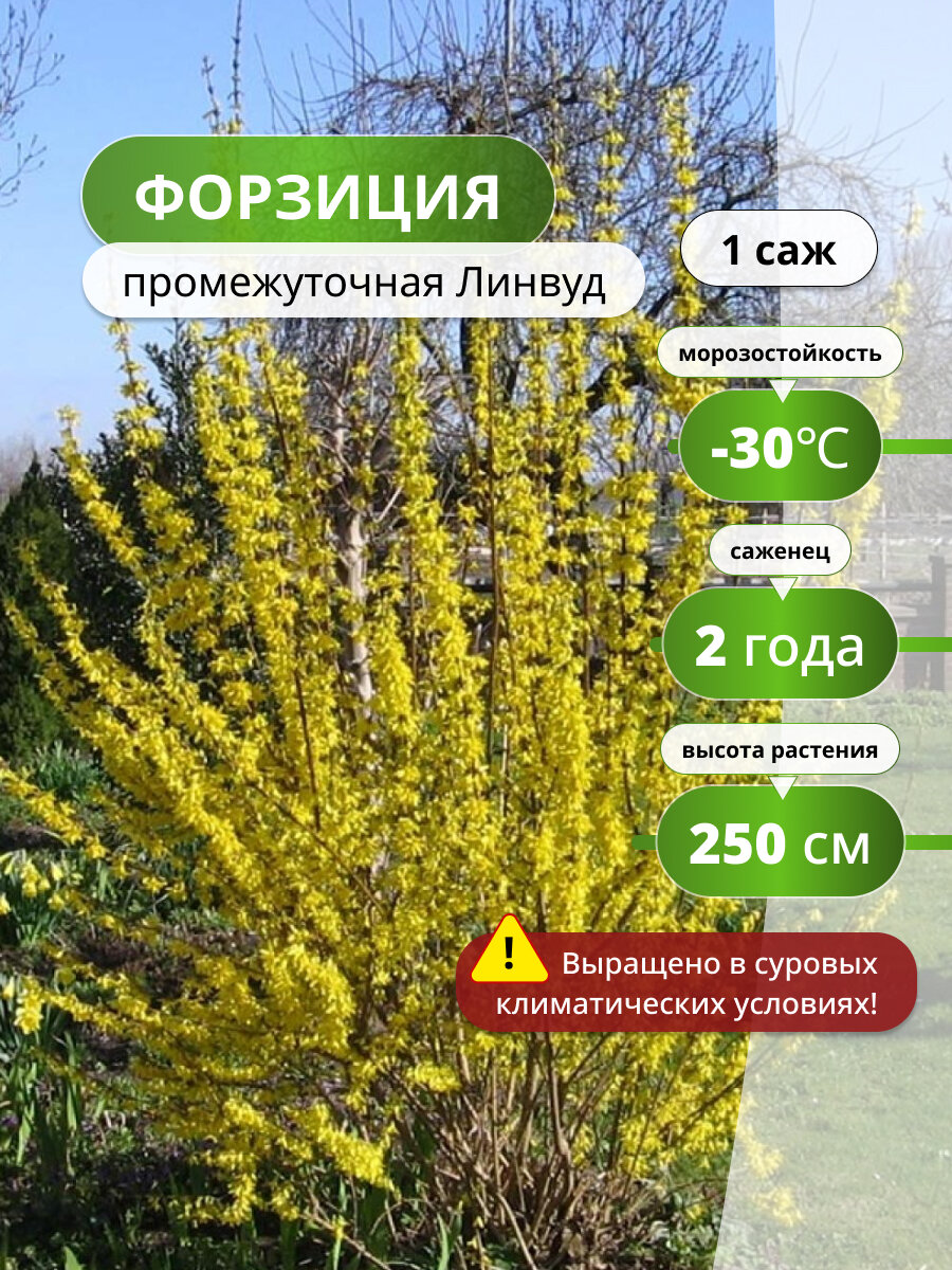 Форзиция промежуточная Линвуд ( Lynwood) / промежуточной форзиции