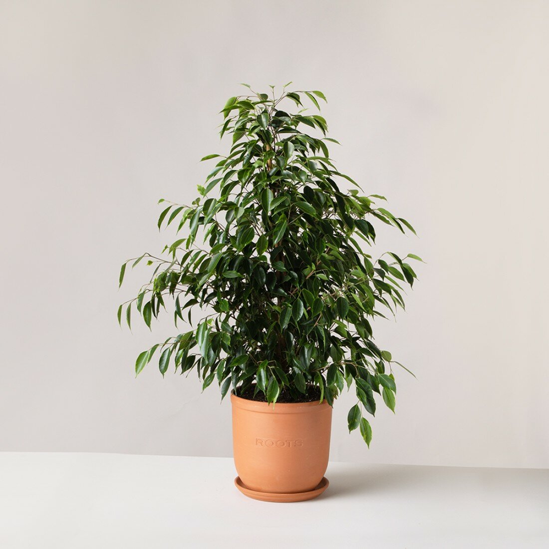 Фикус Бенджамина d21