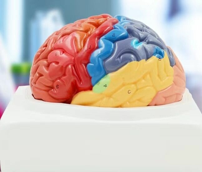Многоцветная анатомическая модель головного мозга человека