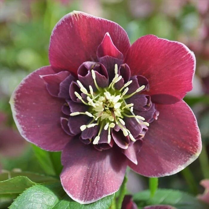 Анемона Ред Уайт Эдж 1шт